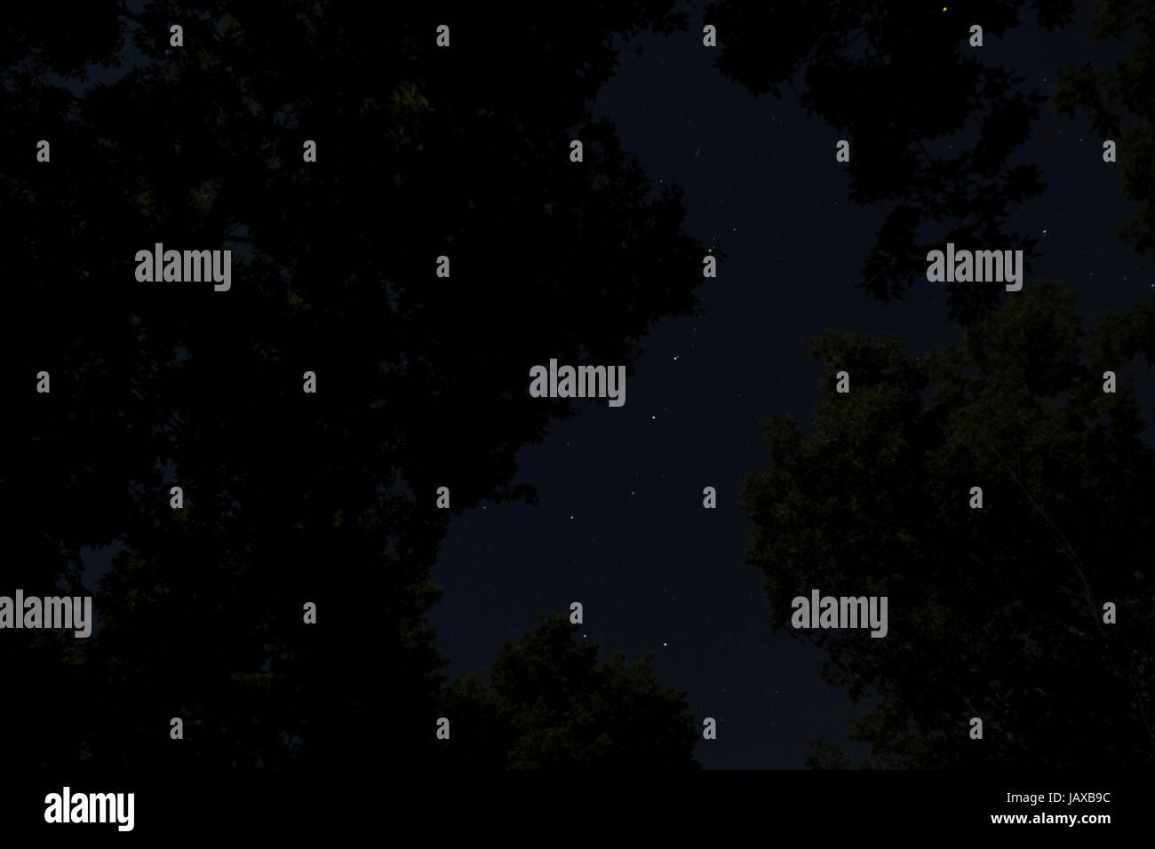 Fireflies and stars in the night sky hi-res stock photography and ...