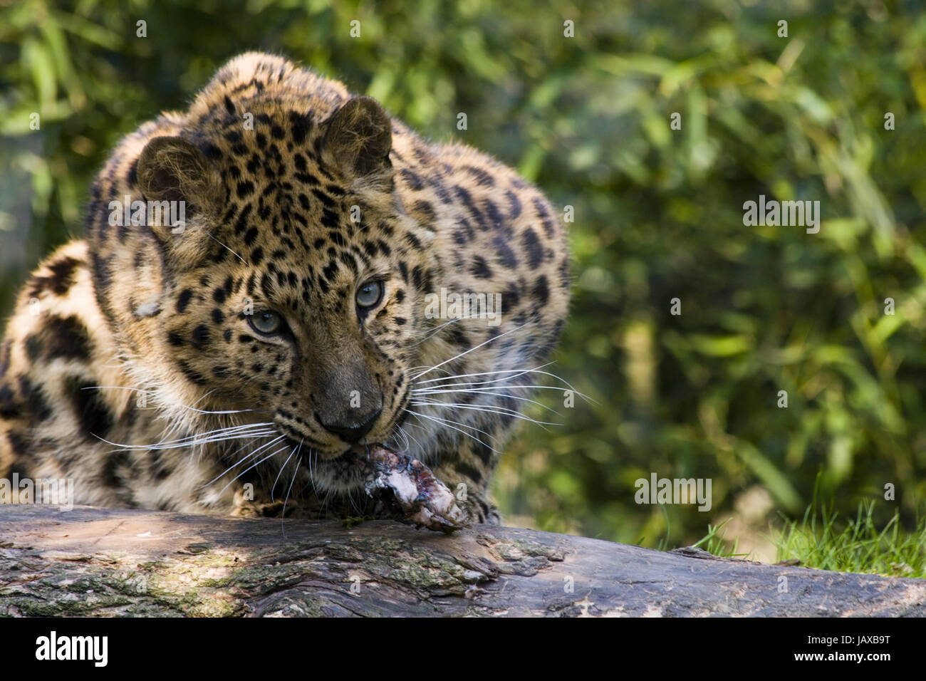Amourpanther hi-res stock photography and images - Alamy