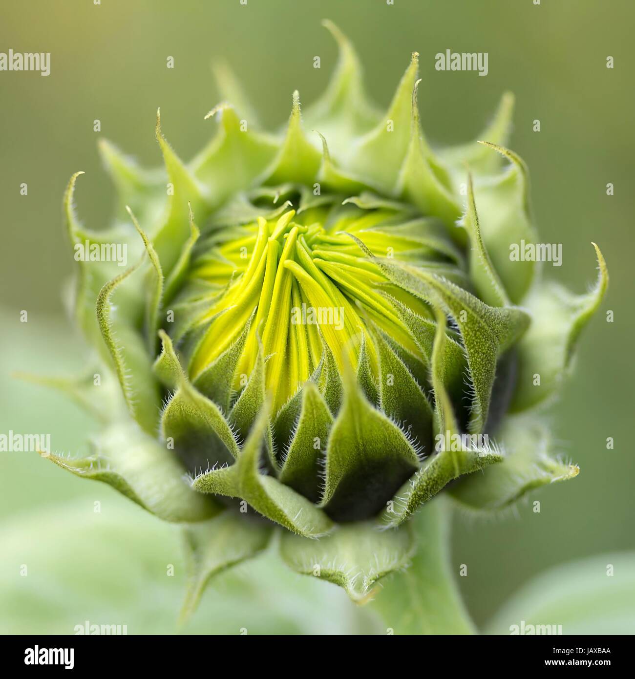half-open sunflower / semi-open sunflower Stock Photo - Alamy