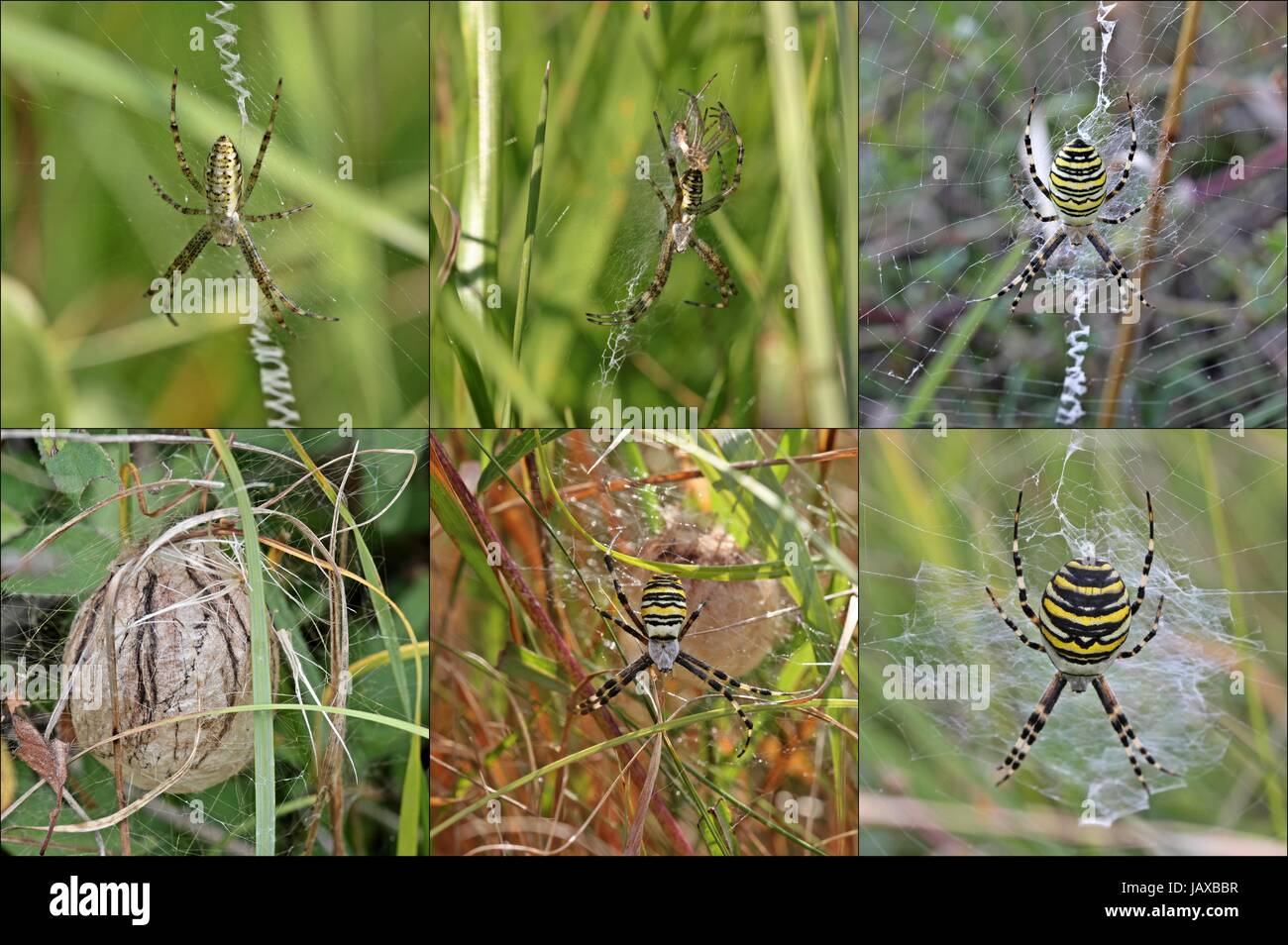 life cycle of the wespenspinne (argiope bruennichi Stock Photo - Alamy