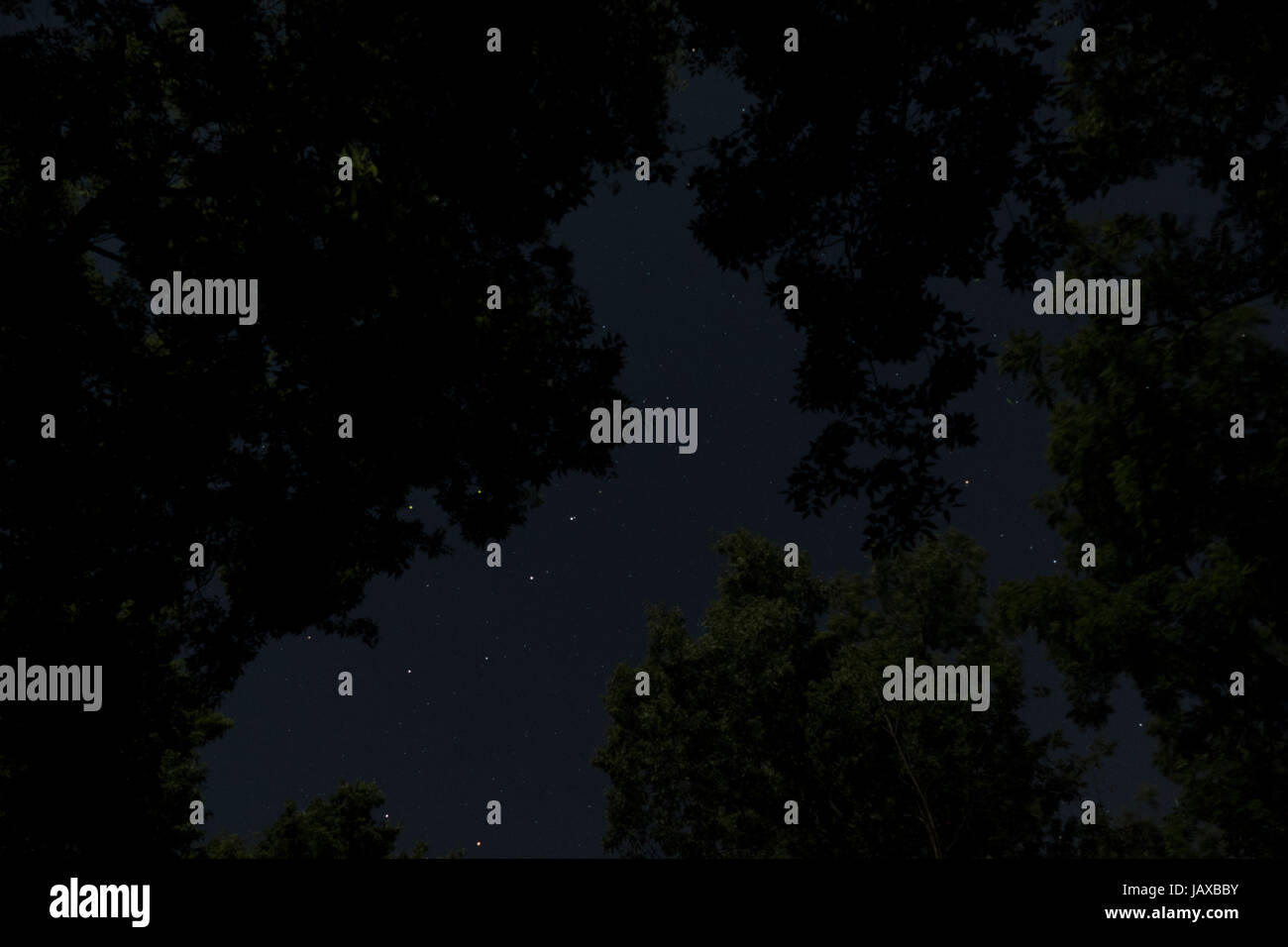 Fireflies and stars in the night sky hi-res stock photography and ...