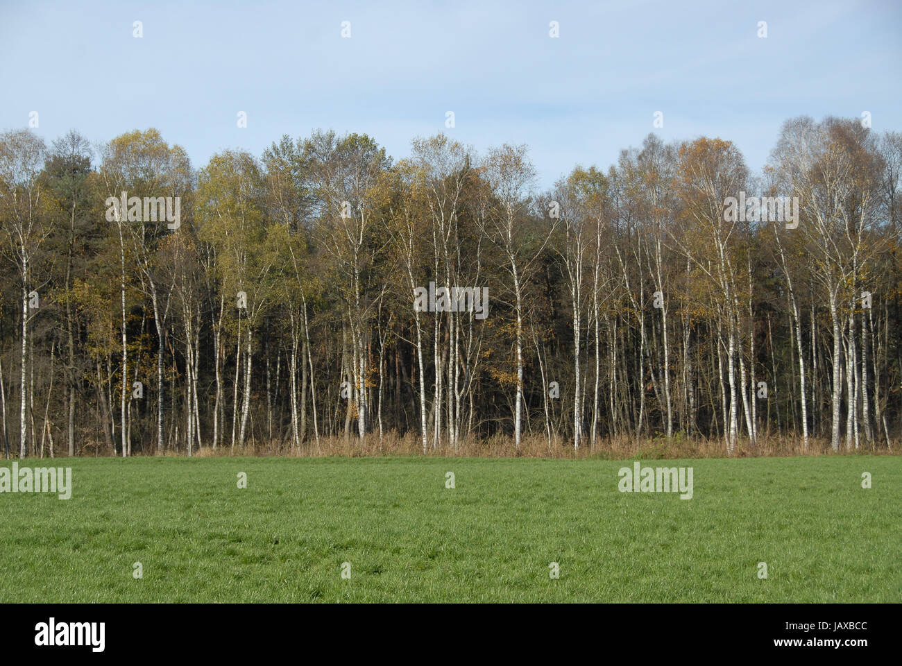 birch forest in autumn Stock Photo - Alamy