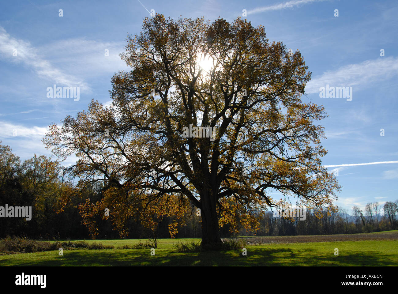 oak tree in fall Stock Photo - Alamy