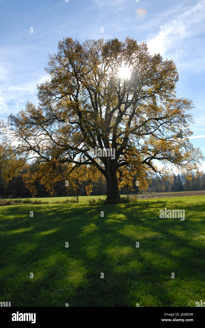 oak tree in autumn Stock Photo - Alamy