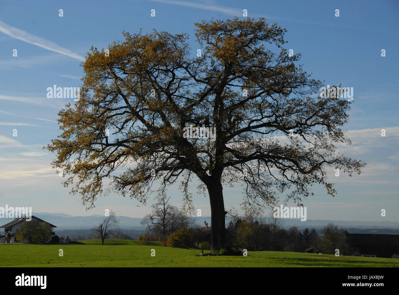 oak tree in fall Stock Photo - Alamy