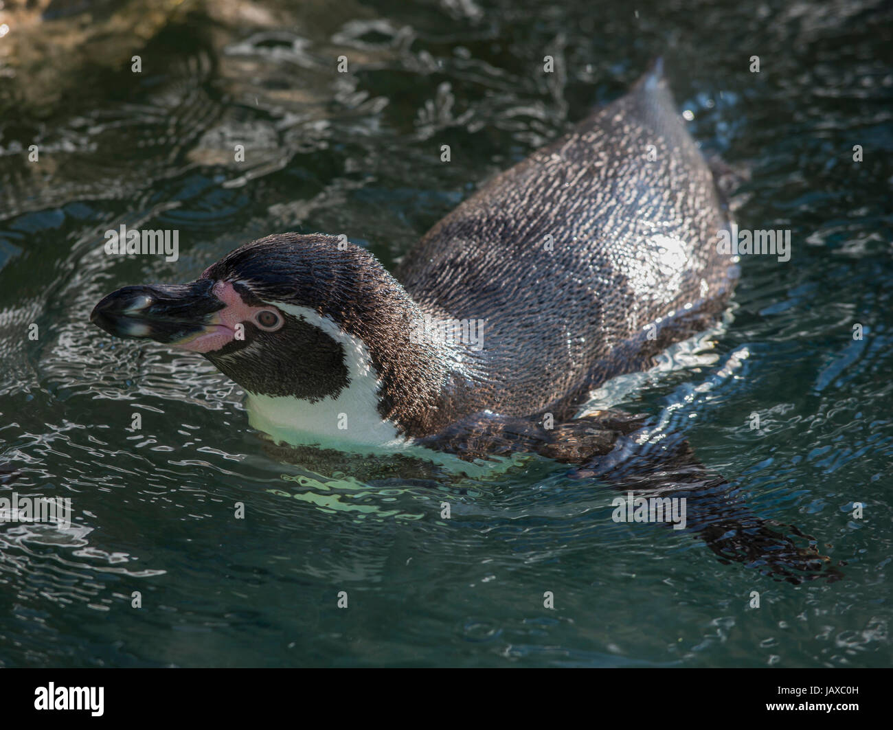 Emperor penguin swimming antarctica hi-res stock photography and images ...
