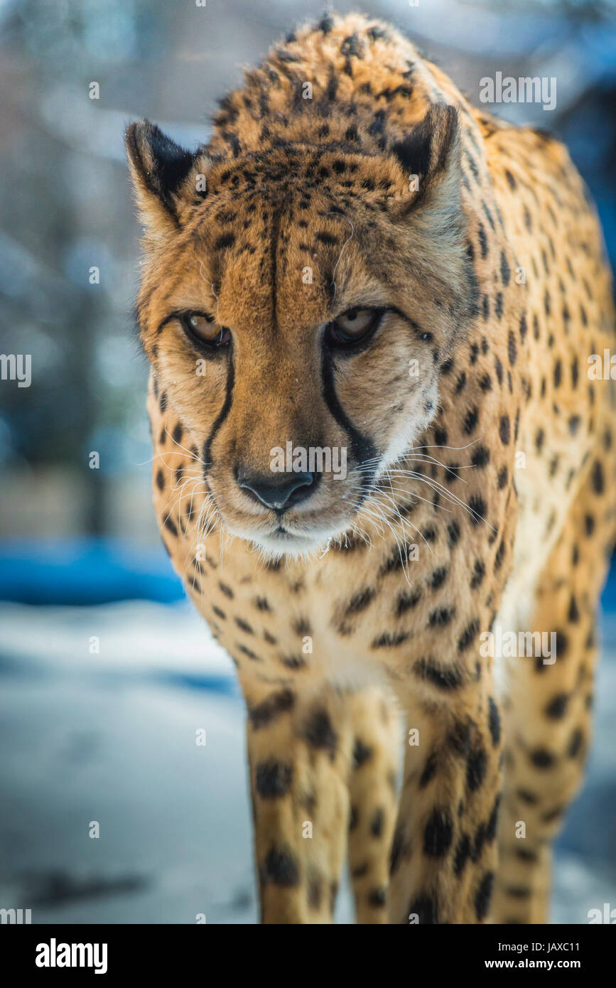 Gorgeous cheetah running on the snow towards the camera Stock Photo - Alamy