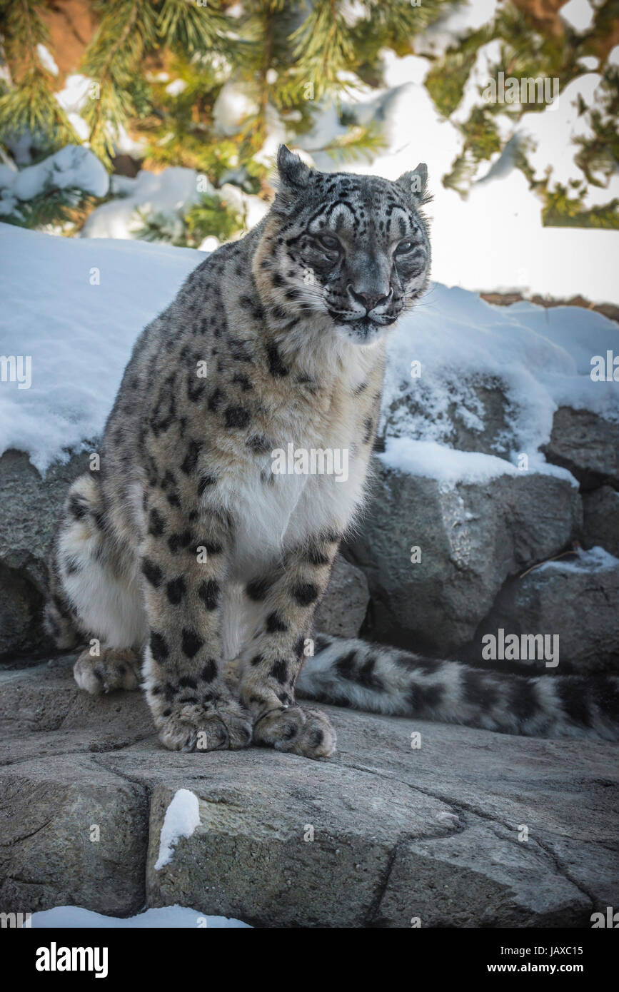 Beautiful snow leopard in the snow covered mountains Stock Photo - Alamy