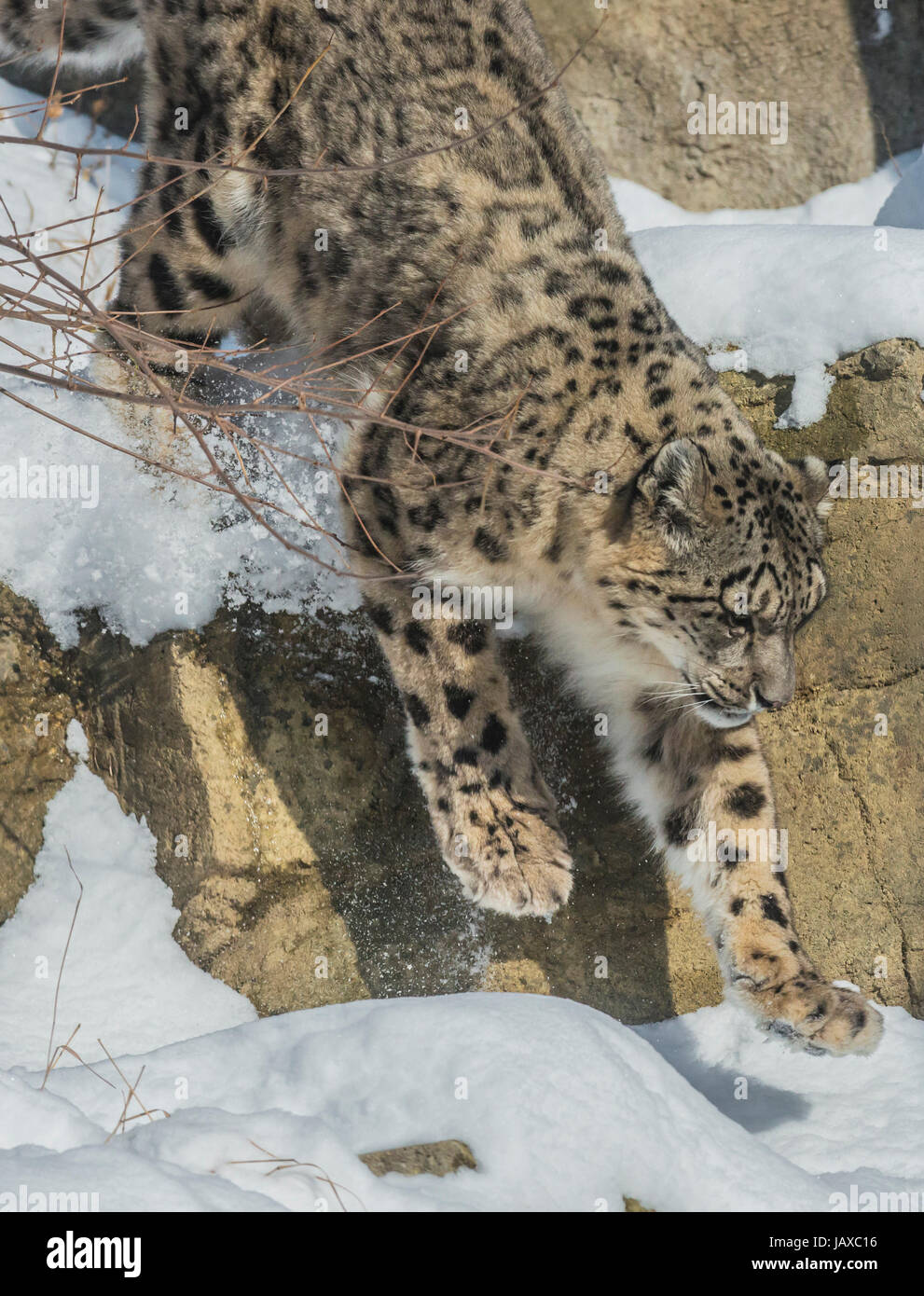 Snow leopard jumping down the snowy ledge in the mountains Stock Photo ...