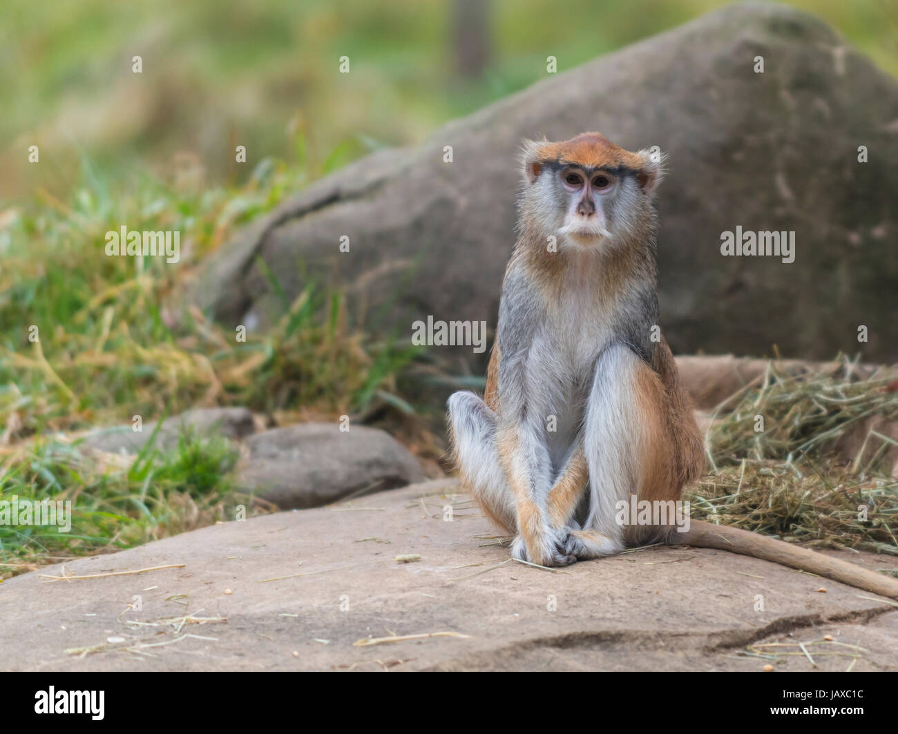 Patas Monkey - also known as the Wadi monkey or Hussar monkey Stock ...
