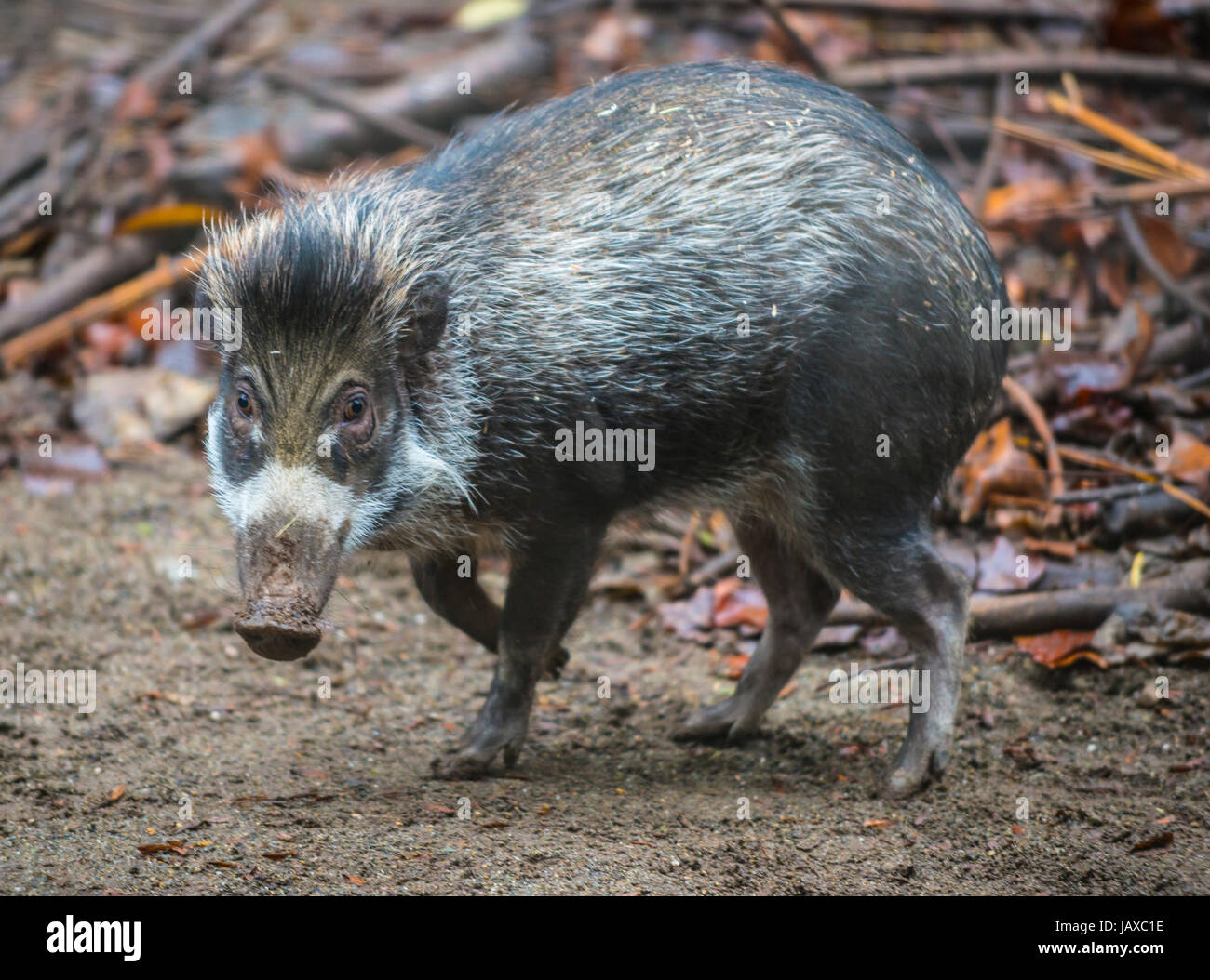 Visayan warty pigs hi-res stock photography and images - Alamy