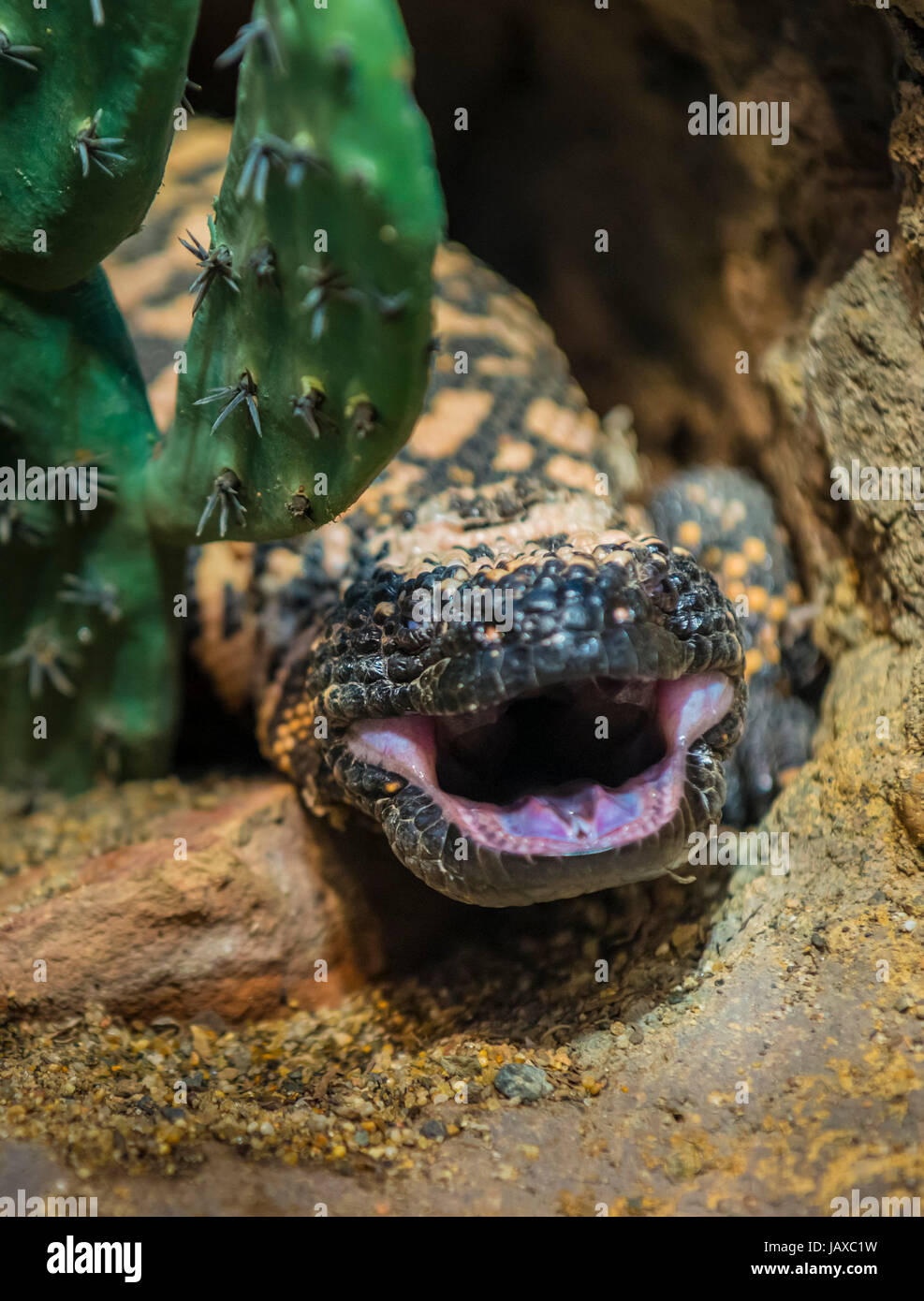 Monster Cactus High Resolution Stock Photography and Images - Alamy