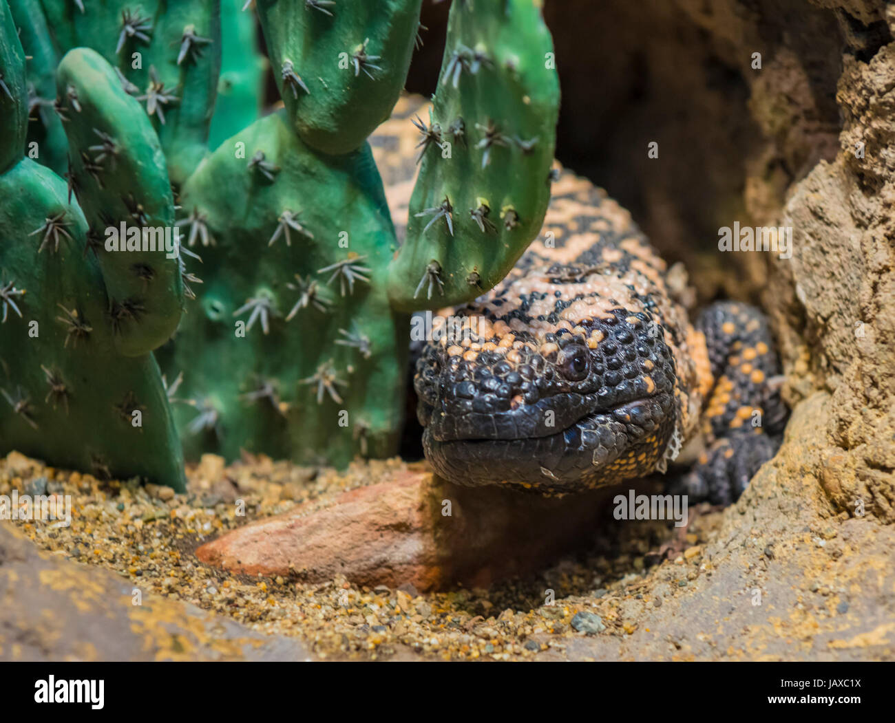 Monster cactus hi-res stock photography and images - Alamy
