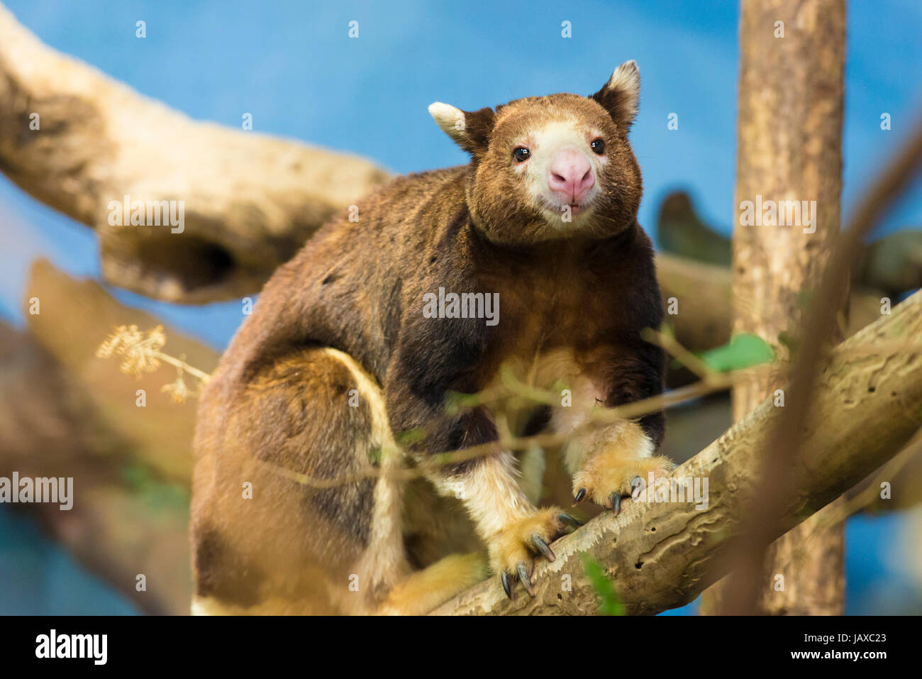 Close-up shot of a cute tree kangaroo Stock Photo - Alamy