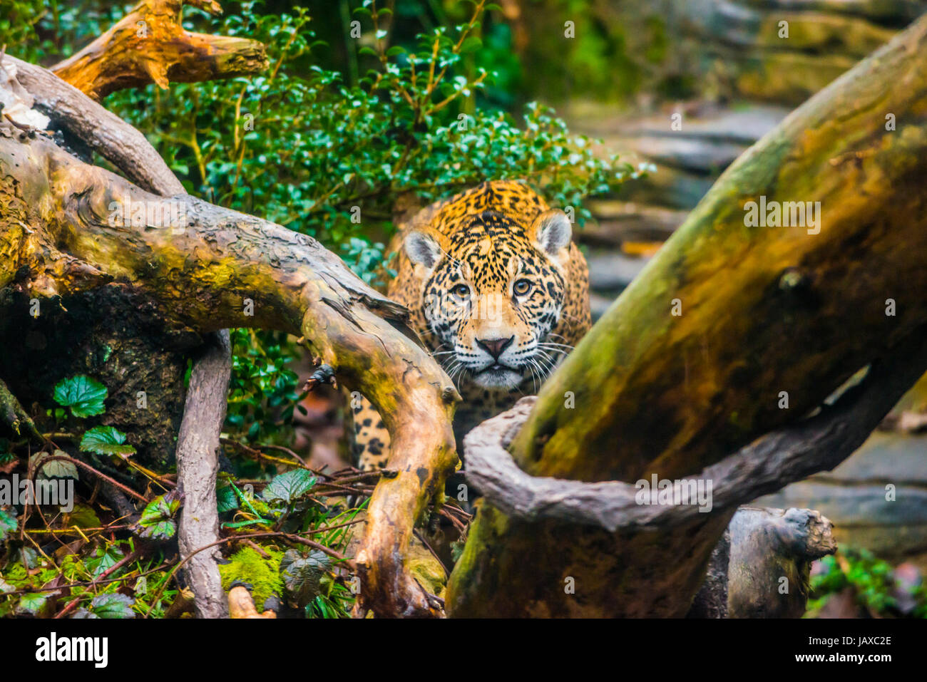 Beautiful Jaguar animal in it's natural habitat Stock Photo - Alamy