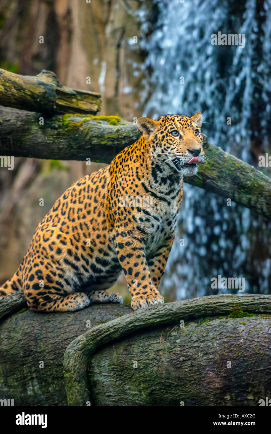 Young Jaguar sitting on the tree in front of the waterfall Stock Photo ...