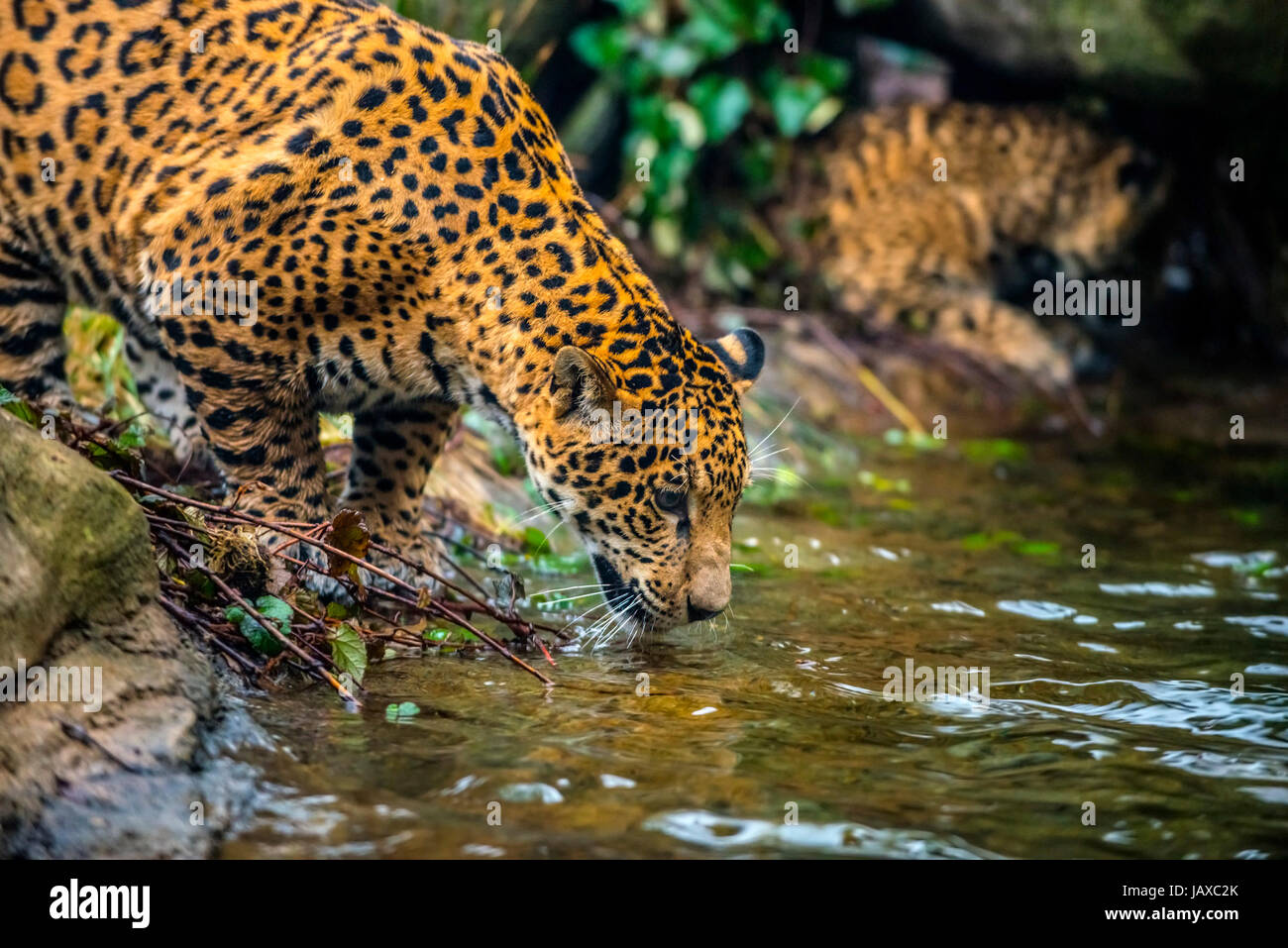 Close-up shot of a young Jaguar cat drinking water Stock Photo - Alamy