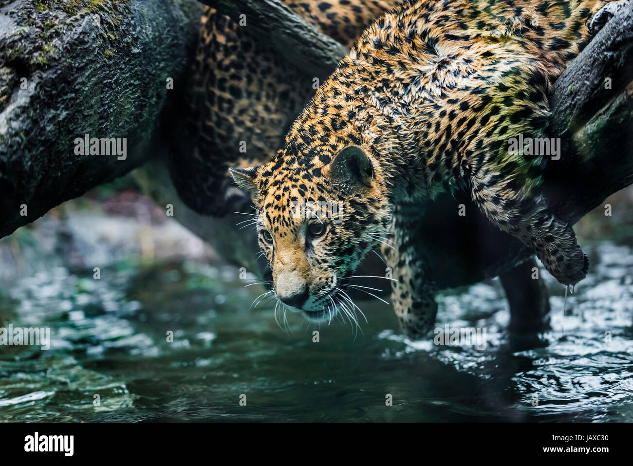 Beautiful Jaguar animal in it's natural habitat Stock Photo - Alamy