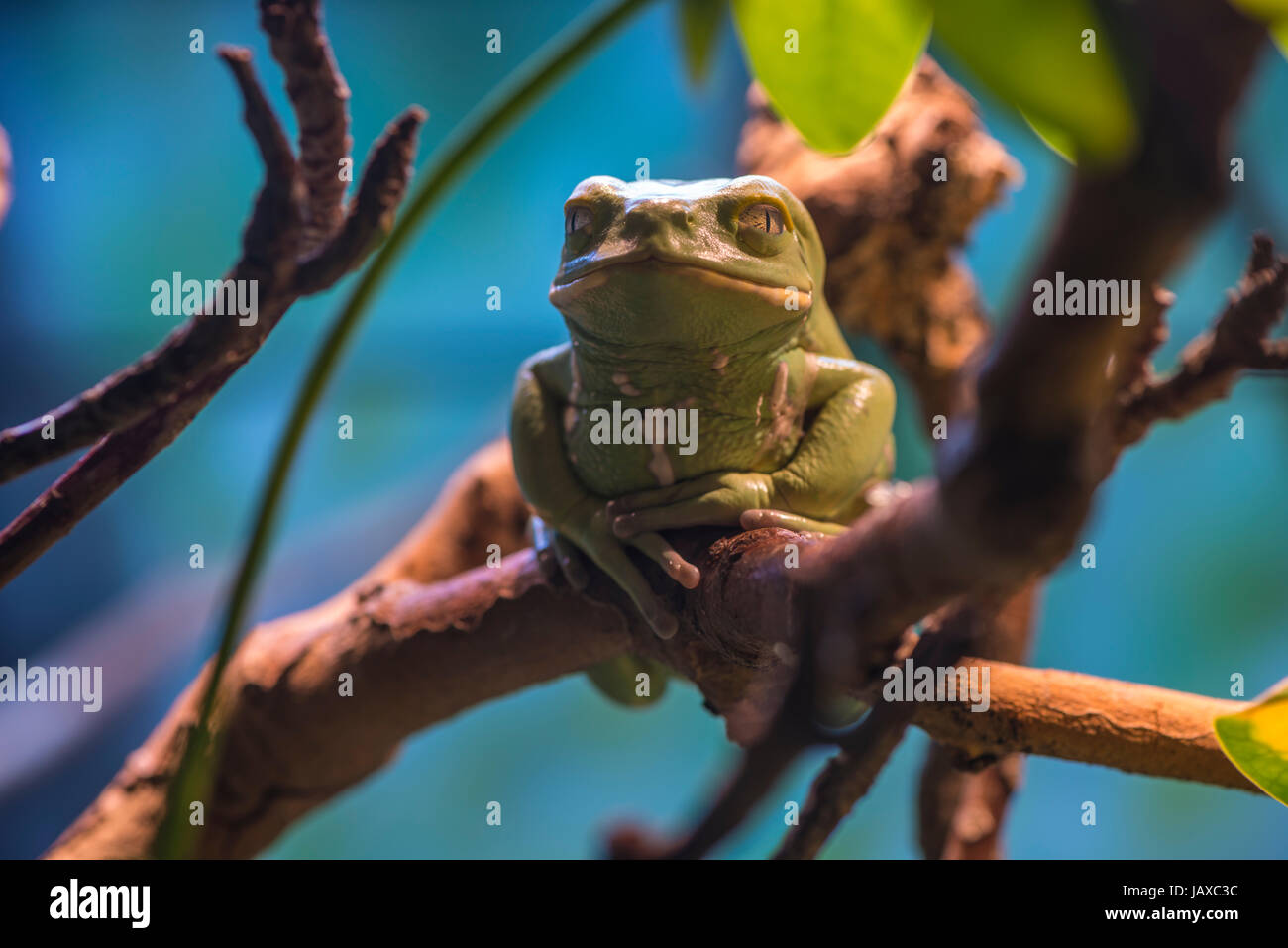 Wax tree frog hi-res stock photography and images - Alamy