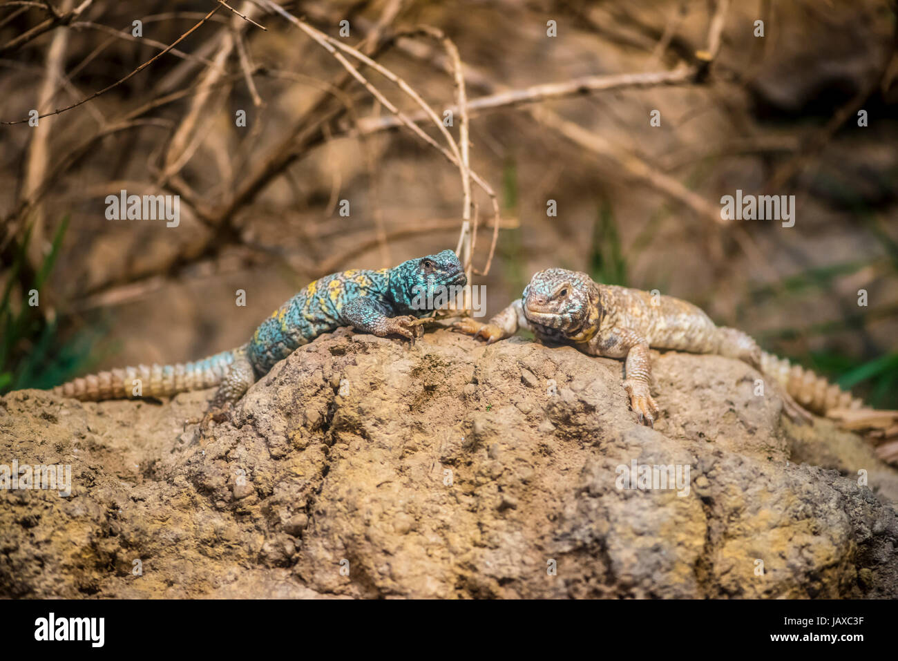 Two tailed lizard hi-res stock photography and images - Alamy