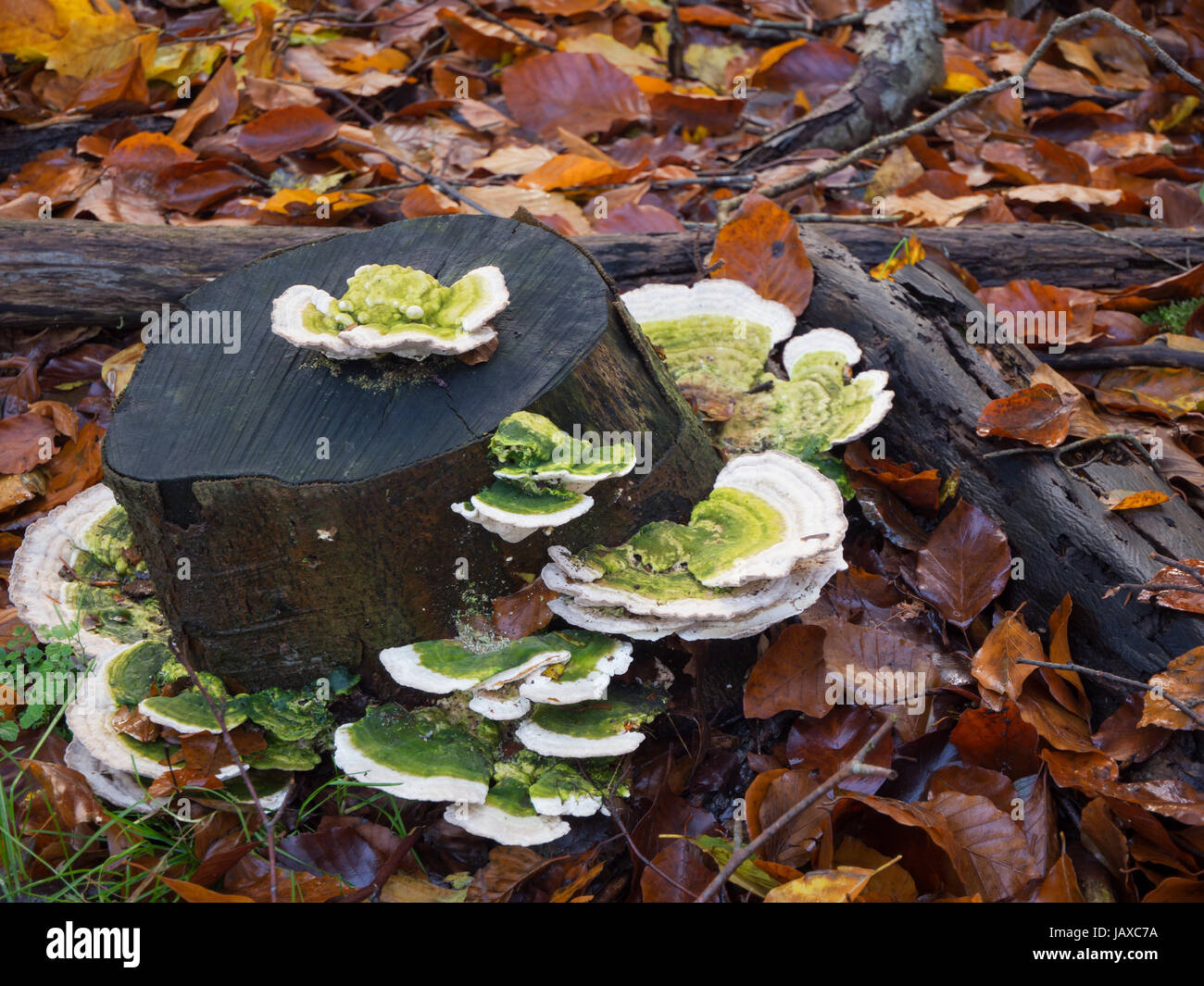 Trametes gibbosa fungi, commonly known as lumpy bracket Stock Photo - Alamy