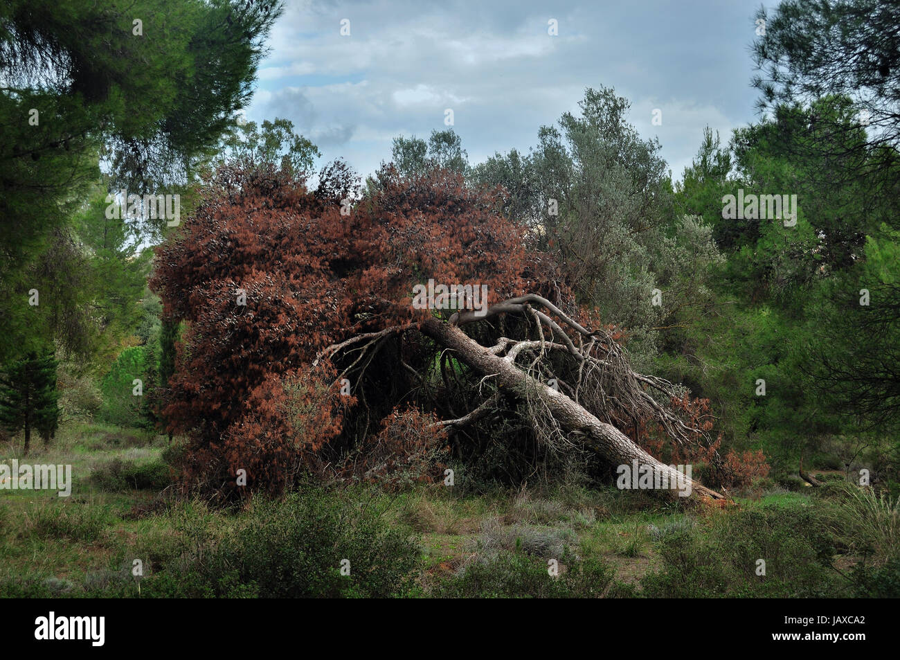 Fallen tree in a forest. Abstract nature background Stock Photo - Alamy