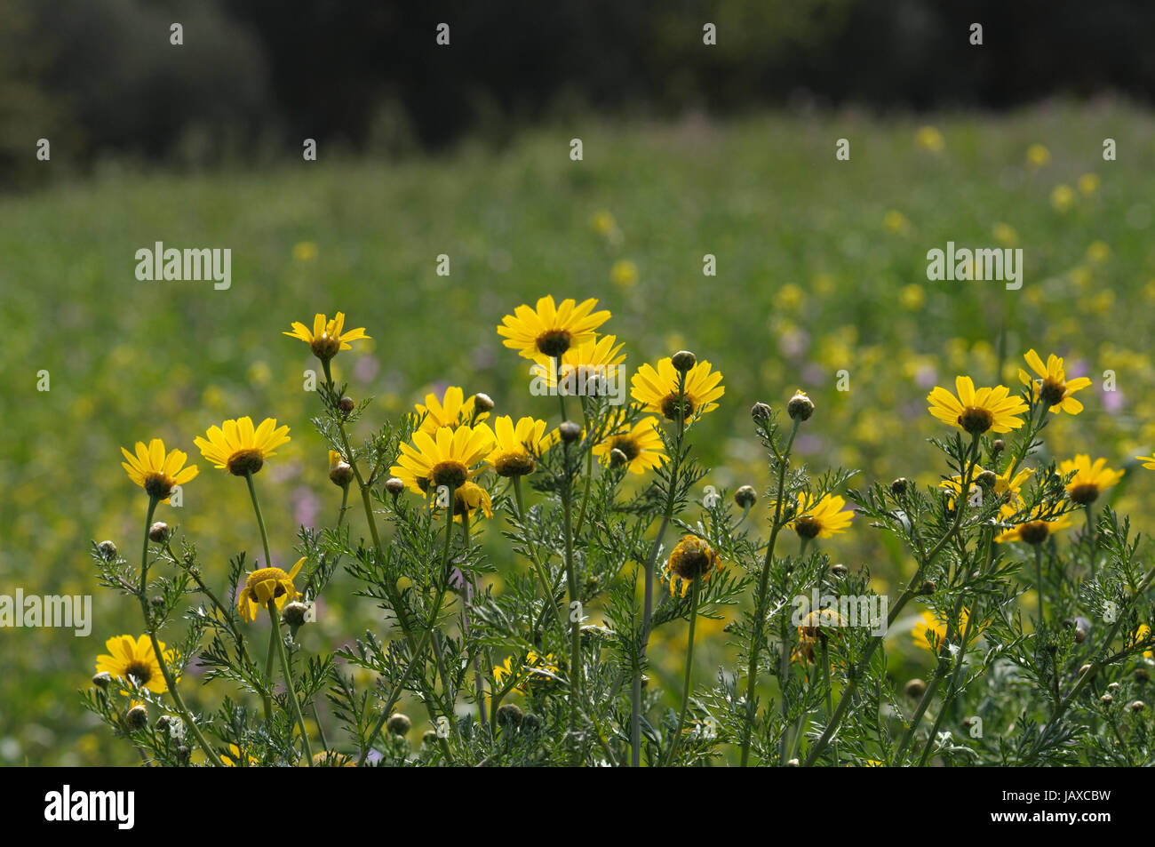 Blooming yellow wild flowers in a field. Spring season background Stock ...