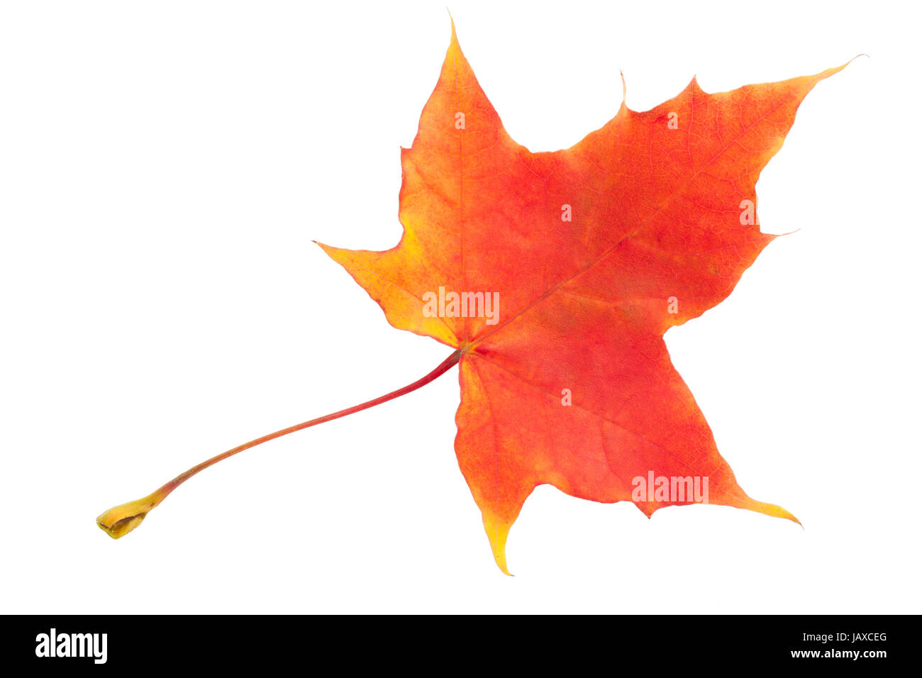 Beautiful maple leaf isolated on white background Stock Photo - Alamy