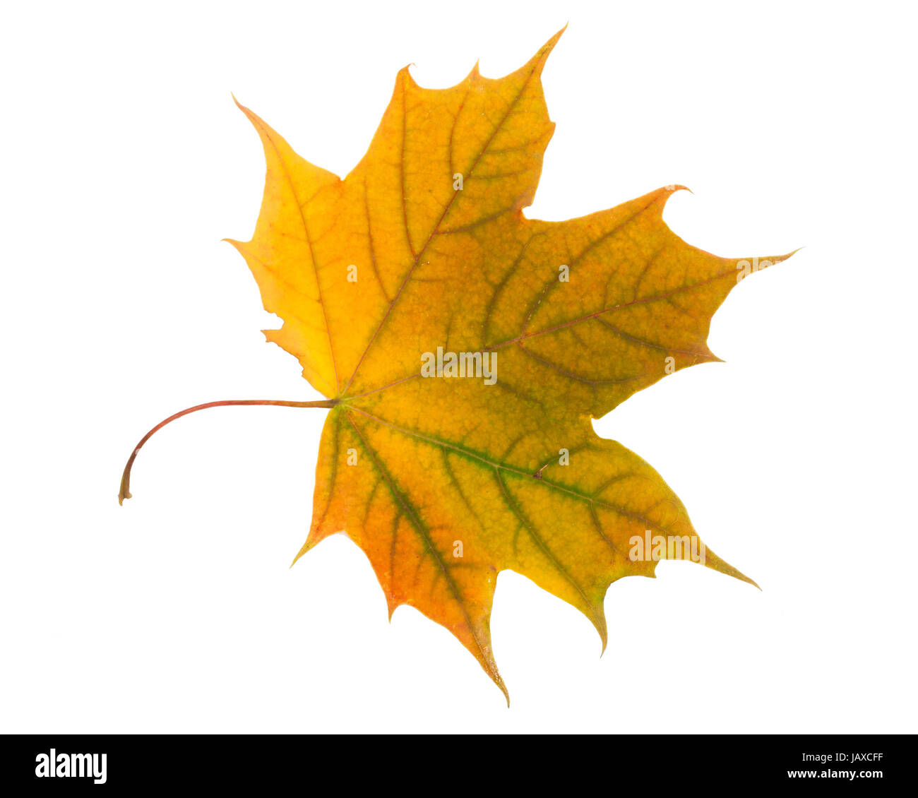 Beautiful maple leaf isolated on white background Stock Photo - Alamy