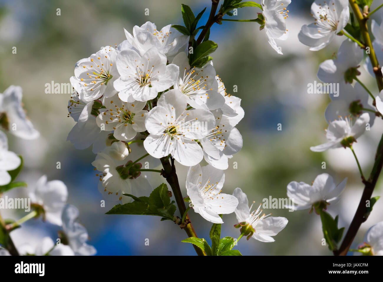Beautiful spring blossom of apple cherry tree with white flowers Stock ...