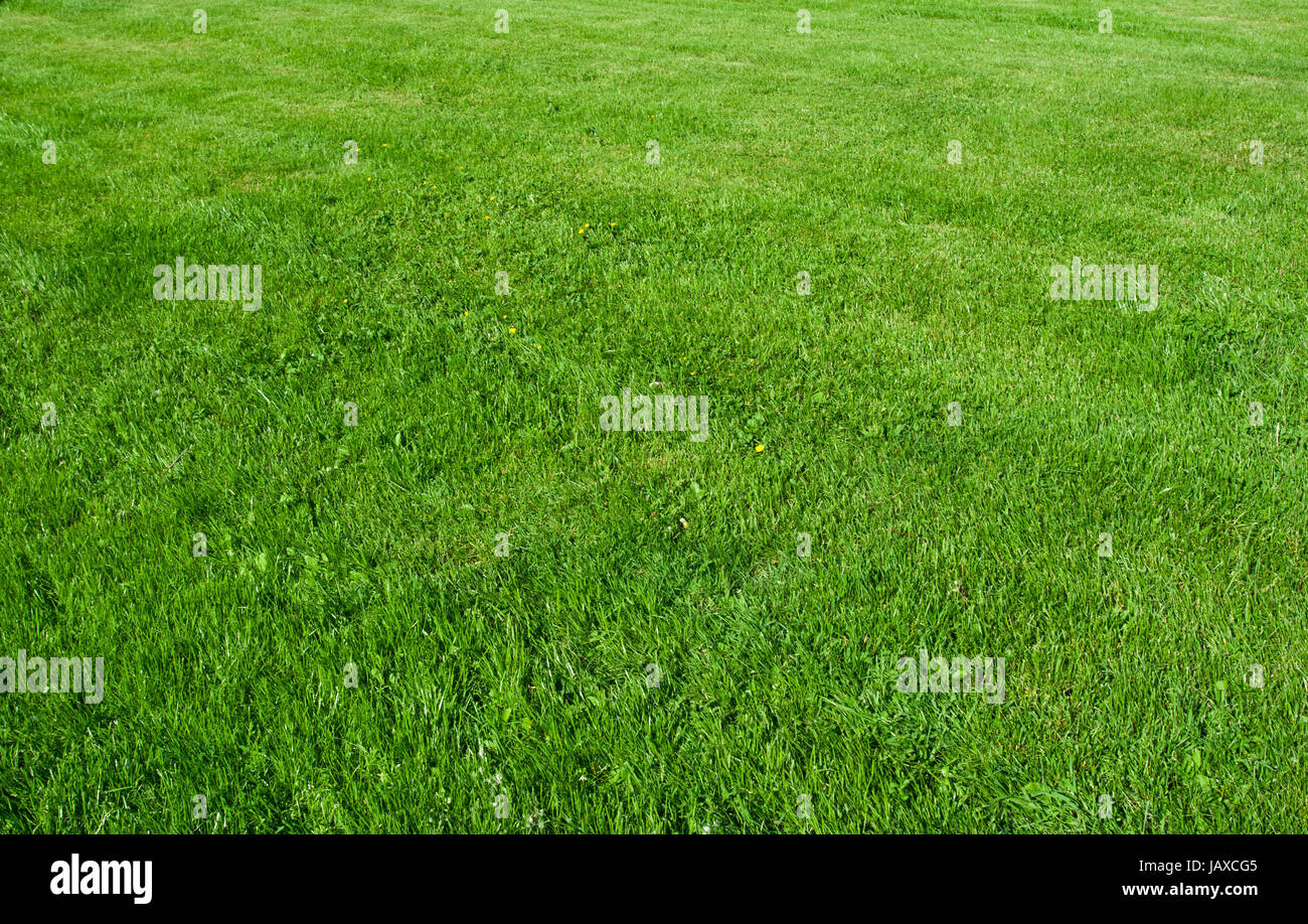Green lush grass background under bright sunlight Stock Photo - Alamy