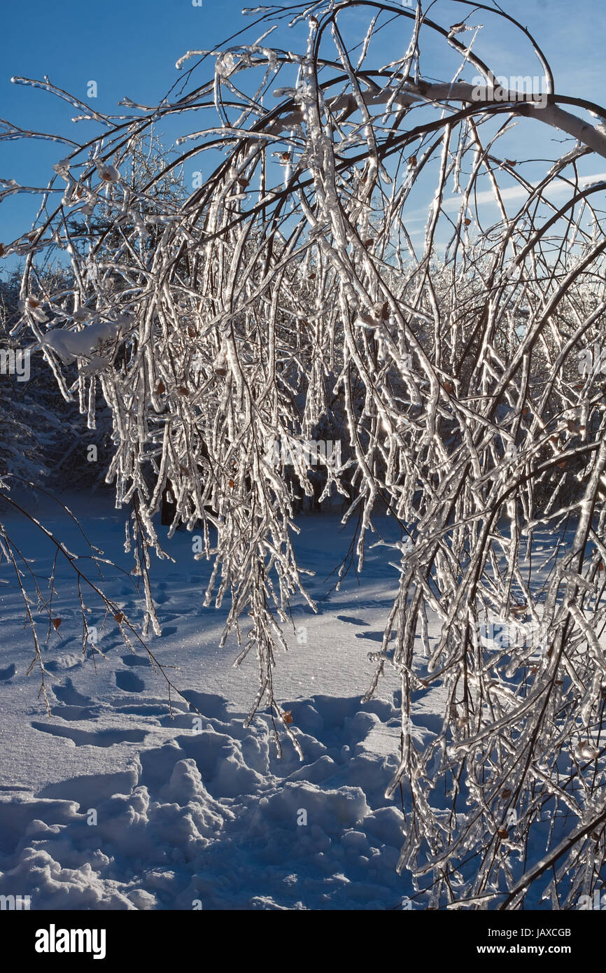 Nice photo of tree branch covered by ice in winter Stock Photo - Alamy