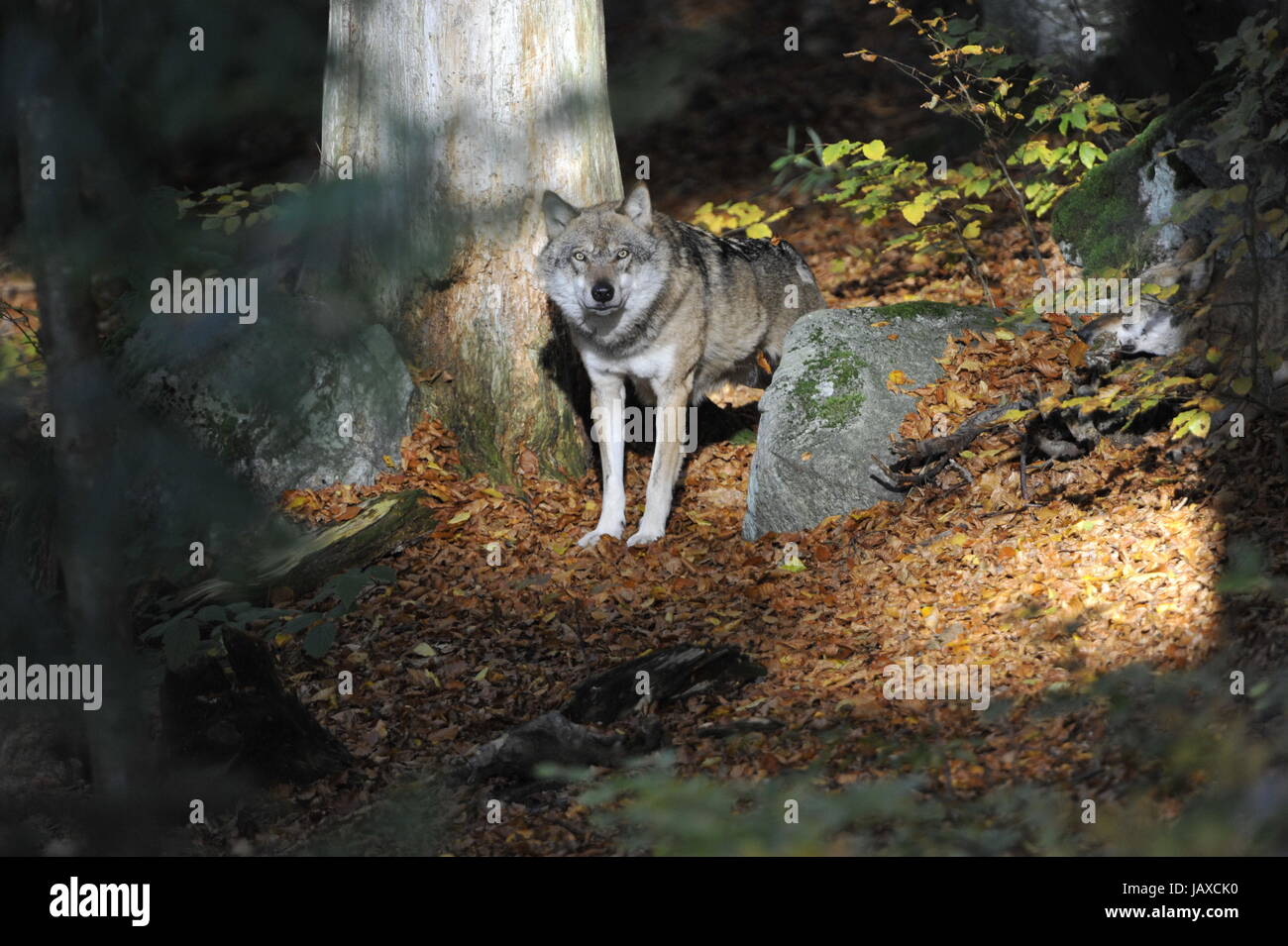 eye level germany Stock Photo - Alamy