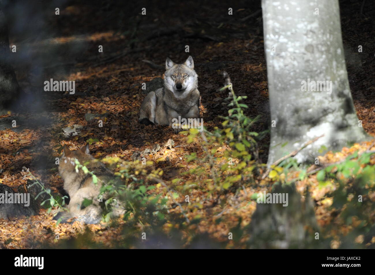eye level germany Stock Photo - Alamy