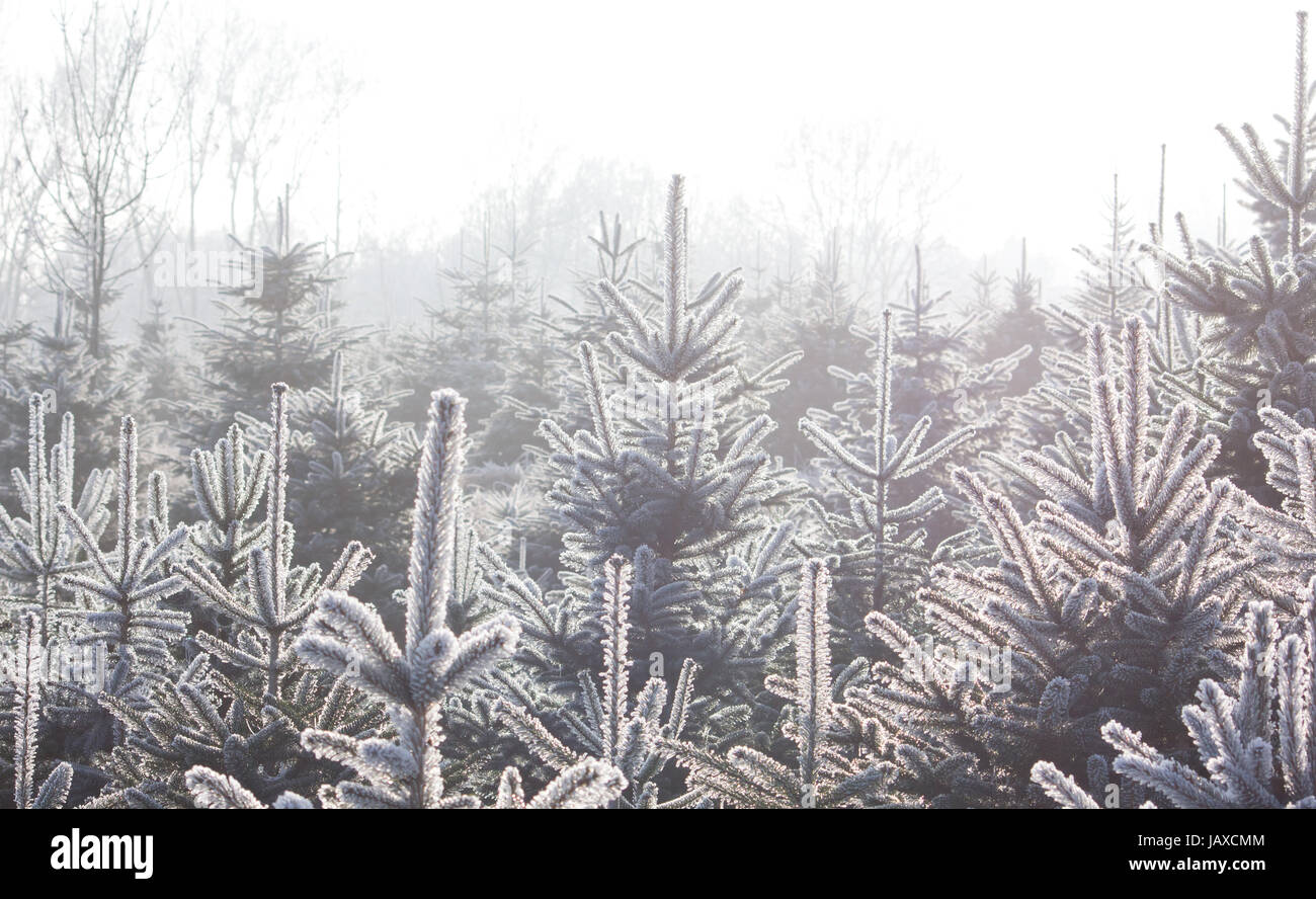Winter holidays plantation hi-res stock photography and images - Alamy
