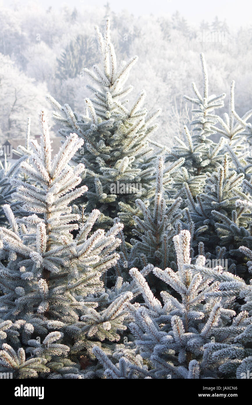 Winter holidays plantation hi-res stock photography and images - Alamy