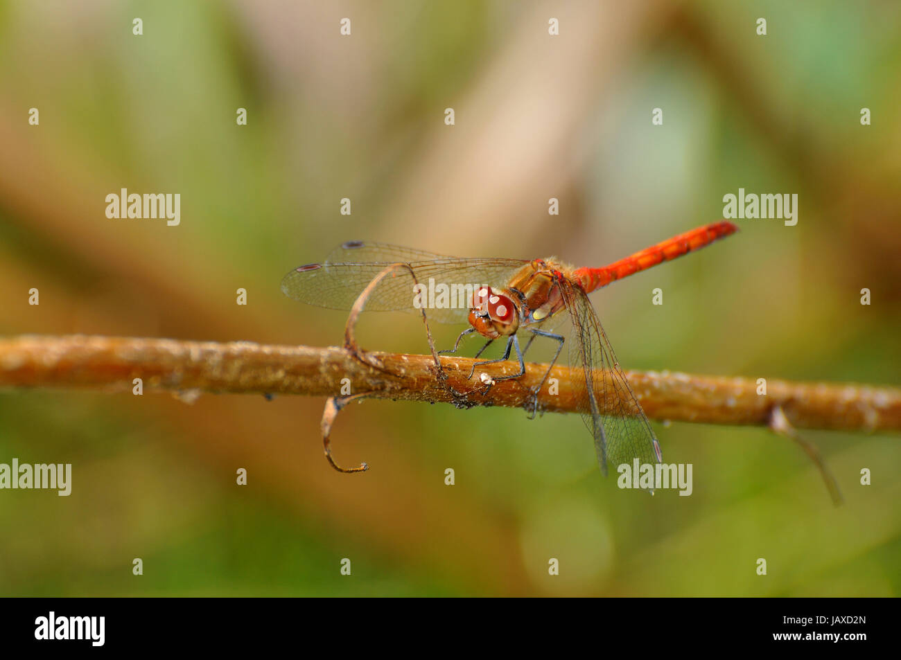 fire dragonfly on a branch Stock Photo - Alamy
