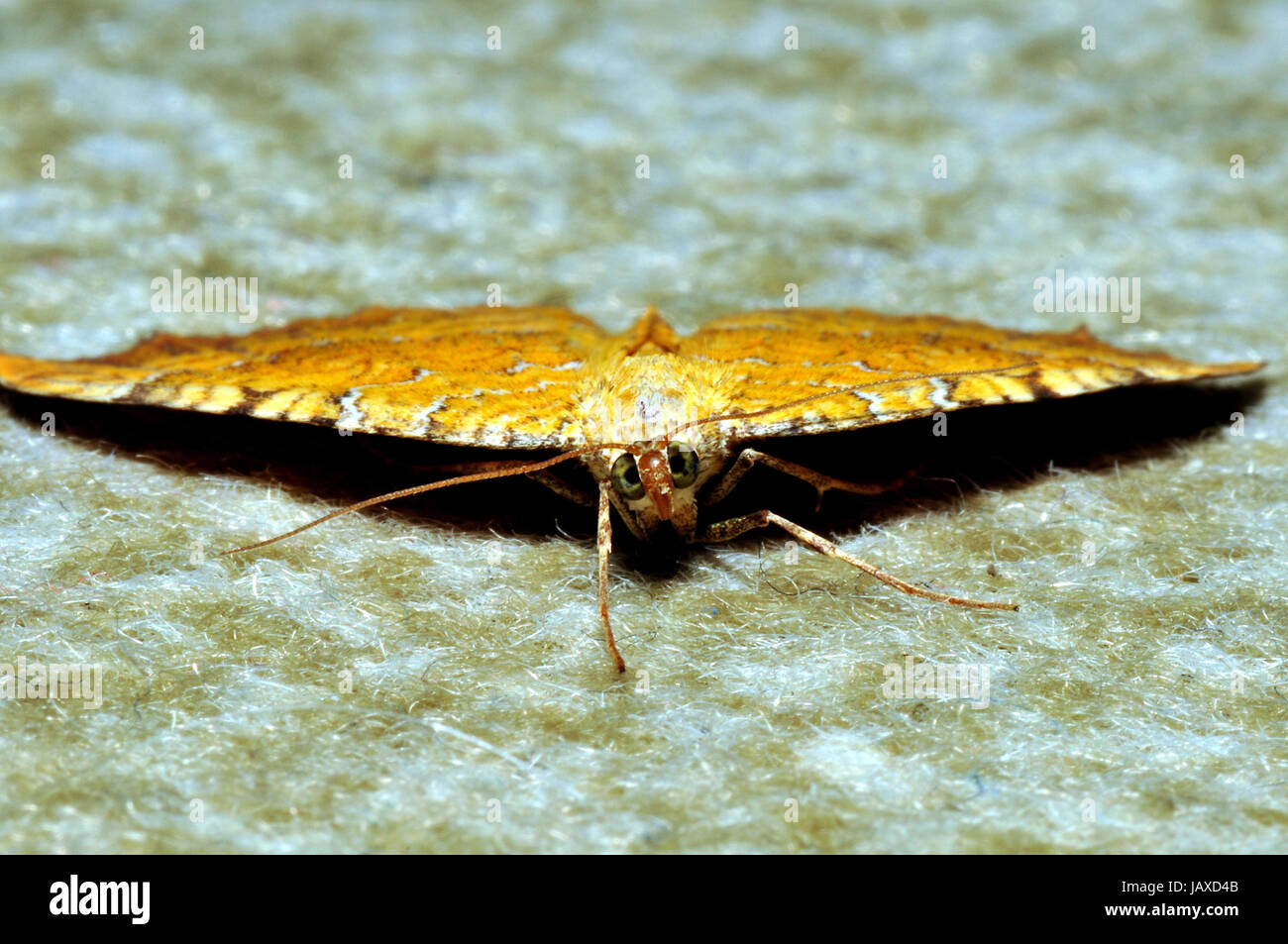 moth in frontal view Stock Photo - Alamy