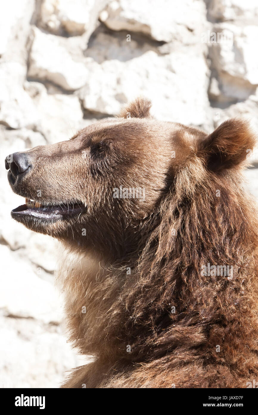 Beautiful photo of big and strong brown Bear in zoo Stock Photo - Alamy