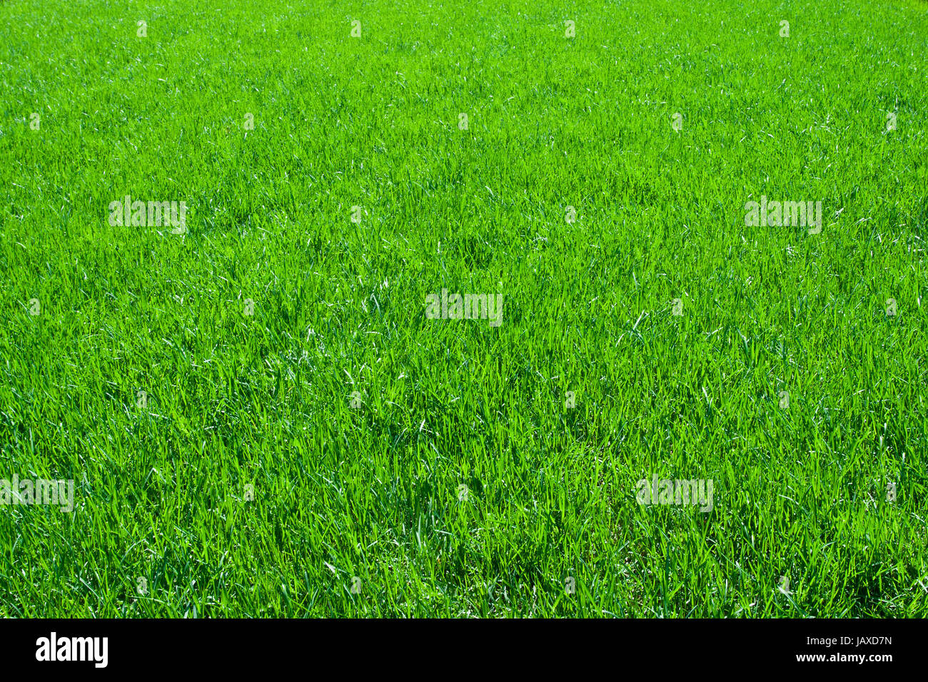 Green lush grass background under bright sunlight Stock Photo - Alamy