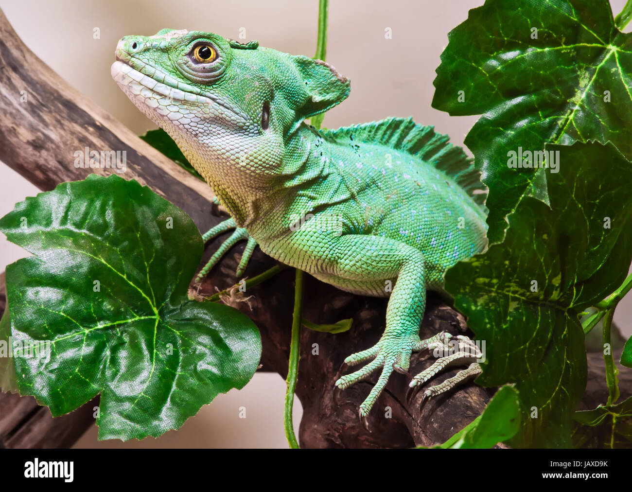 Beautiful close up photo of lizard Plumed basilisk Stock Photo - Alamy