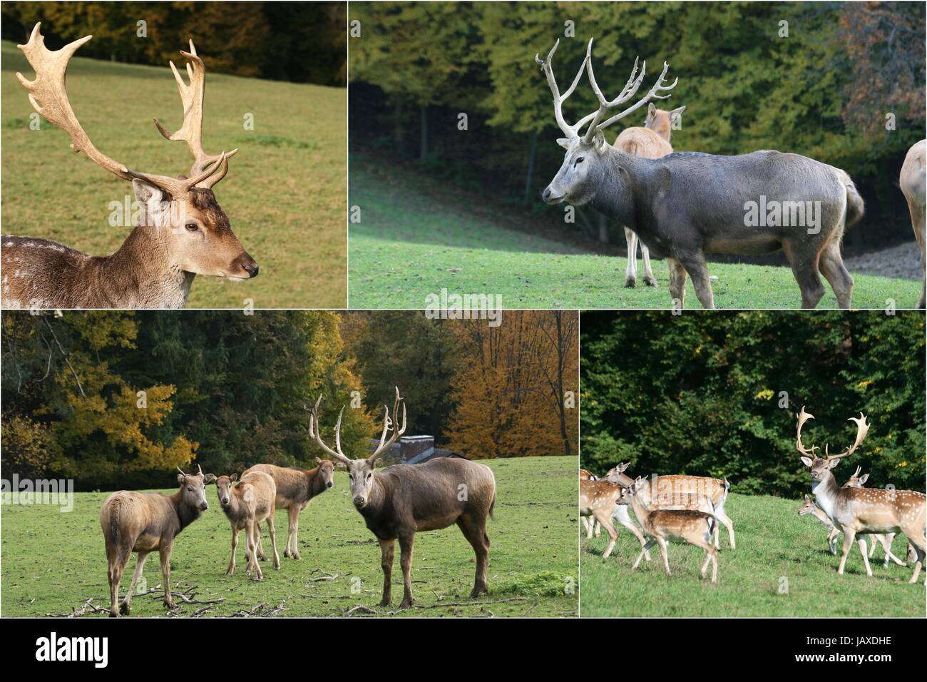Collage deer hi-res stock photography and images - Alamy
