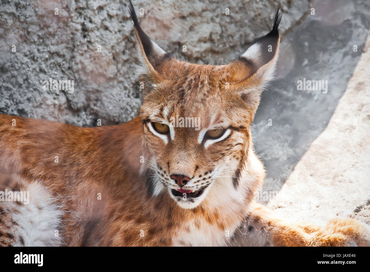 Beautiful photo of graceful big cat Lynx Stock Photo - Alamy