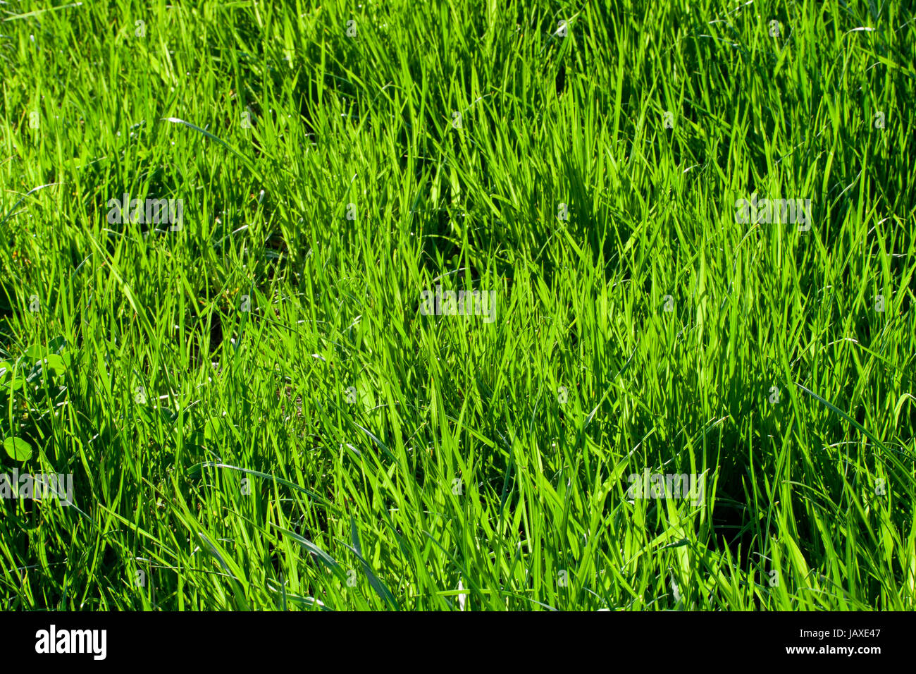 Green lush grass background under bright sunlight Stock Photo - Alamy