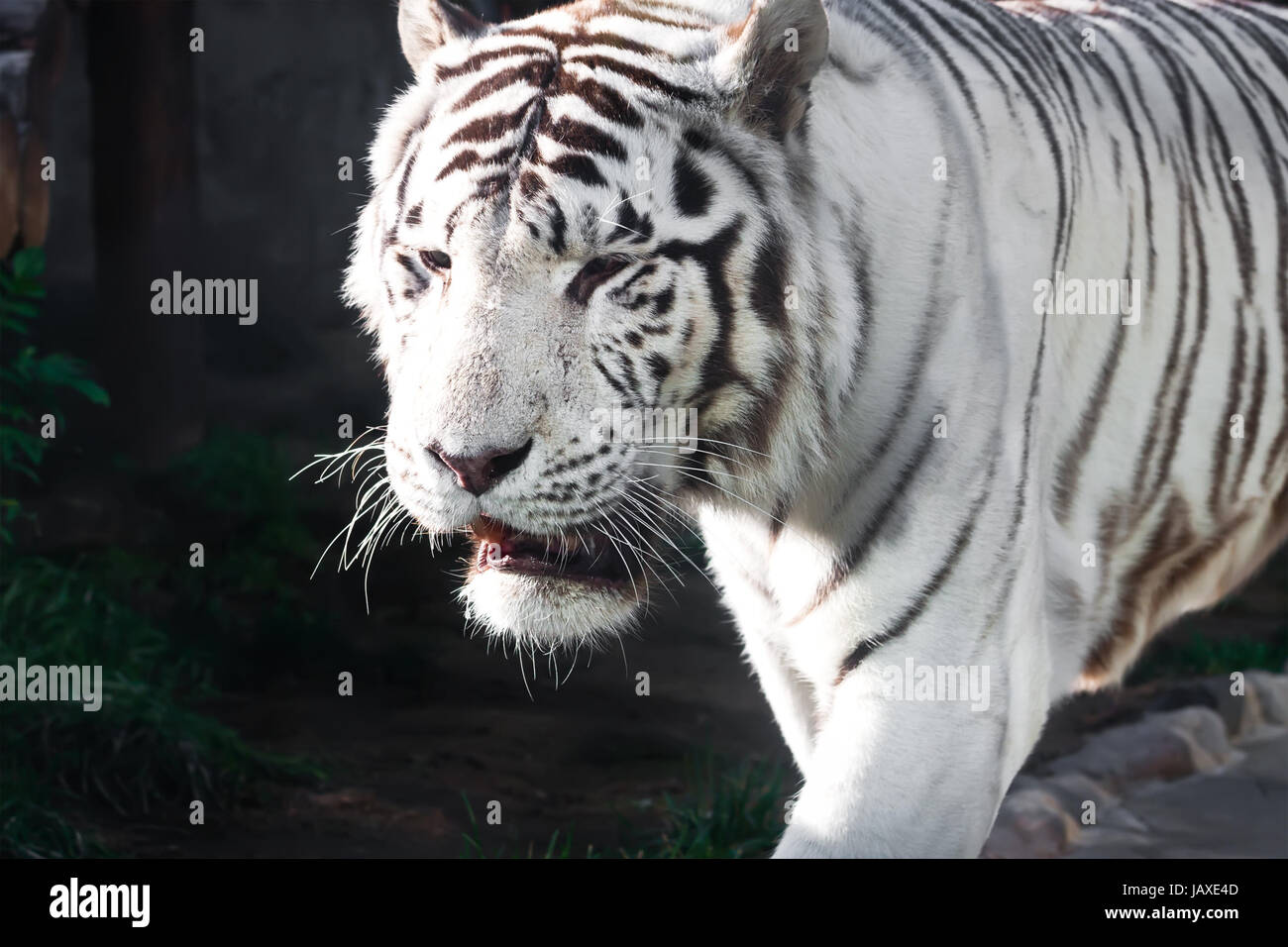 Beautiful close-up portrait of majestic White Tiger Stock Photo - Alamy