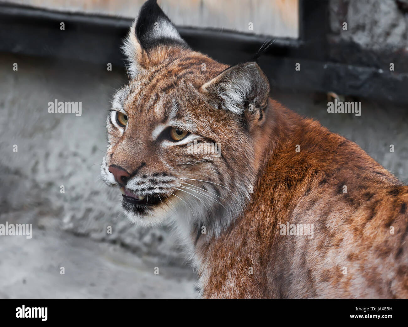 Beautiful photo of graceful big cat Lynx Stock Photo - Alamy