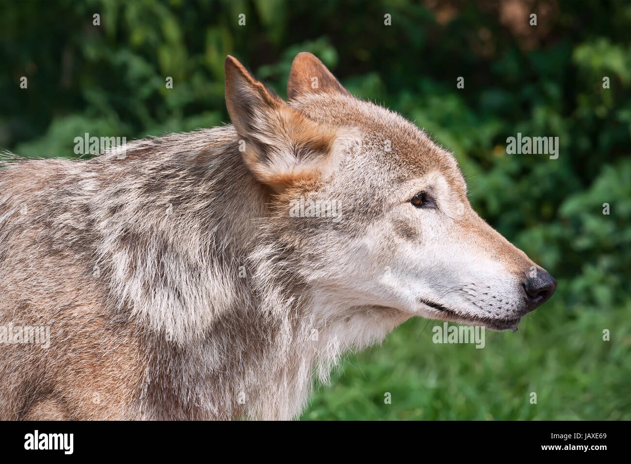 Nice close up portrait of gray wolf Stock Photo - Alamy