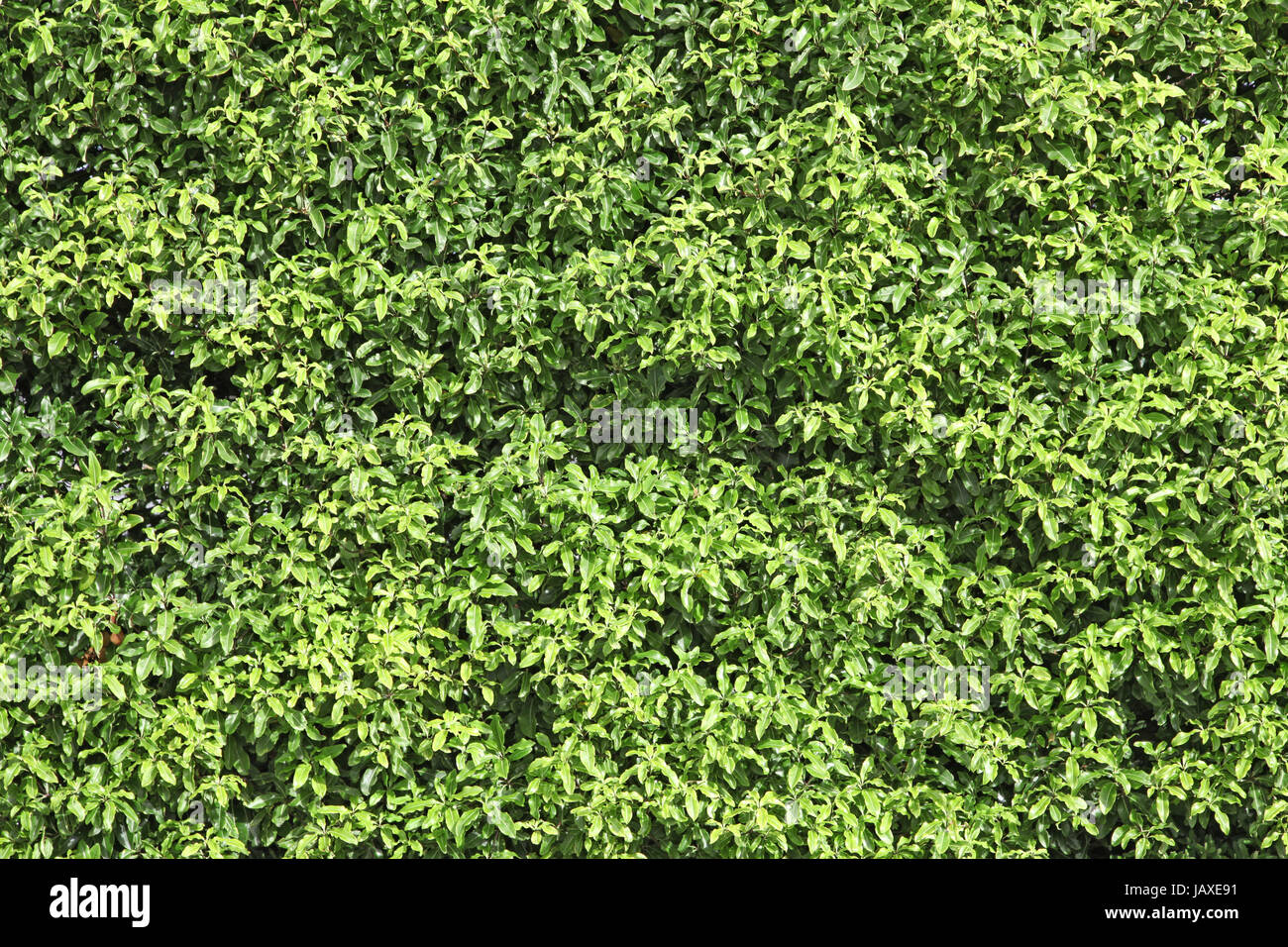 natural green leaf seamless bush wall using as background Stock Photo ...