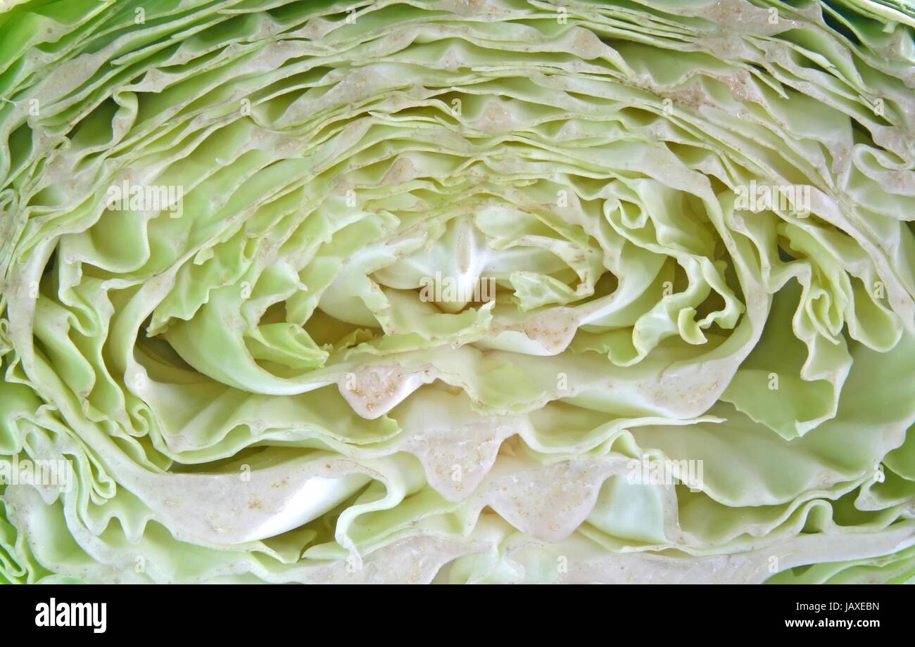 Cut half of Green cabbage using as Background Stock Photo - Alamy