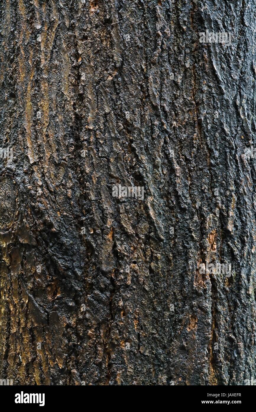 Wooden Bark Texture Stock Photo - Alamy